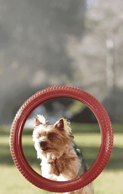 Purina ONE® для собак малих порід | Purina